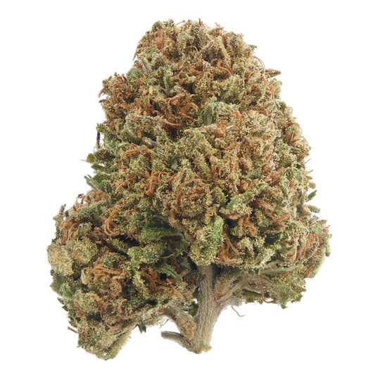 Le cannabis, c’est quoi ? Décryptage complet – CBD Bicyclette